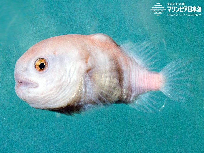 ホテイウオ | 魚類 | 生物図鑑 | 新潟市水族館 マリンピア日本海